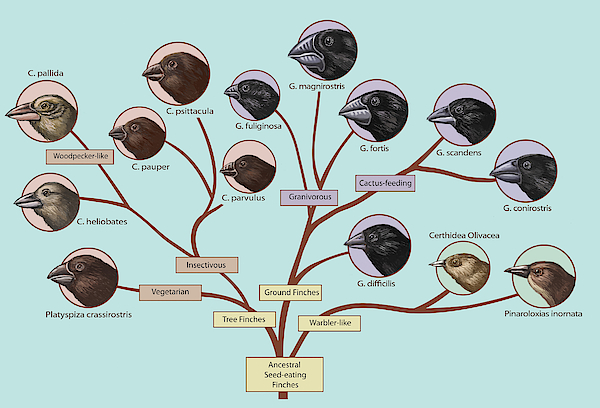 Finch Family Tree, Illustration #3 Jigsaw Puzzle by Spencer Sutton ...