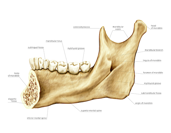 Mandible #3 iPhone Case by Asklepios Medical Atlas / Science Photo ...
