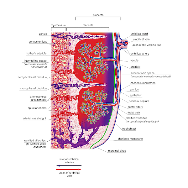 Placenta #3 Galaxy Case by Asklepios Medical Atlas / Science Photo ...