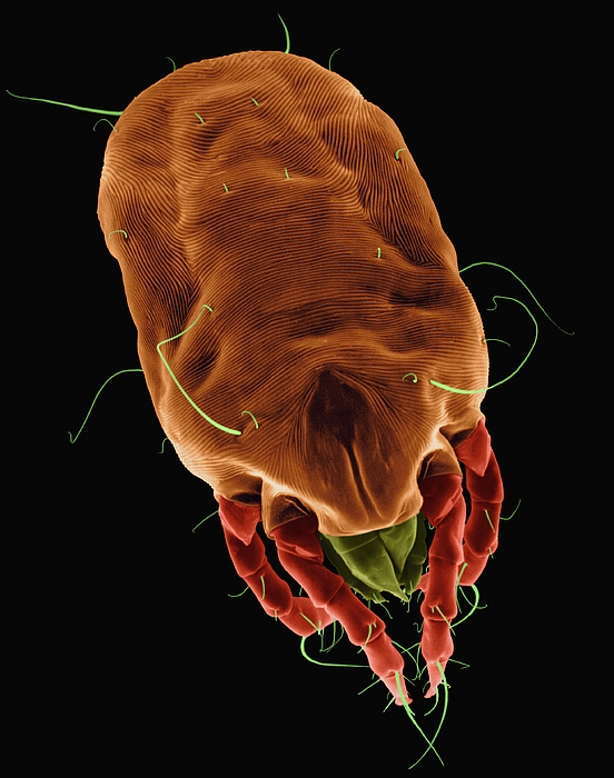 Dust Mite #5 Greeting Card by Dennis Kunkel Microscopy / Science Photo ...