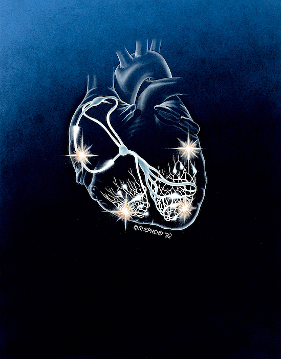 Abnormal Heart Conduction System Jigsaw Puzzle by Bob L. Shepherd ...