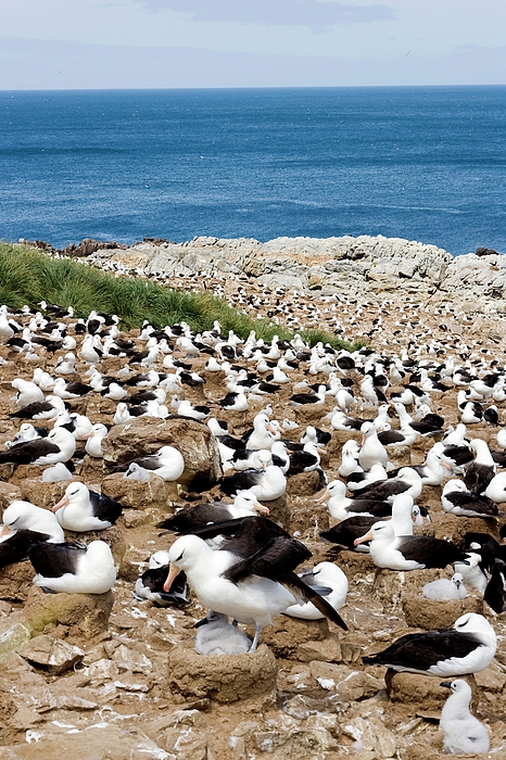 Black-browed Albatrosses With Their Young Greeting Card by William ...