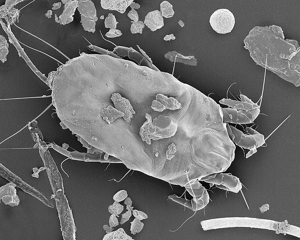 Dust Mite Greeting Card by Dennis Kunkel Microscopy / Science Photo Library