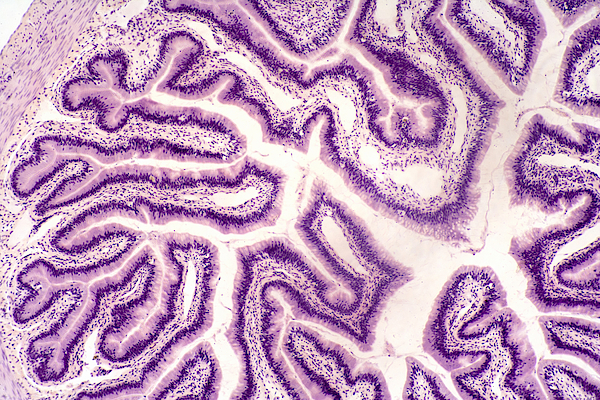 Frog, Small Intestine Cross-section, Lm Jigsaw Puzzle by Science Stock ...
