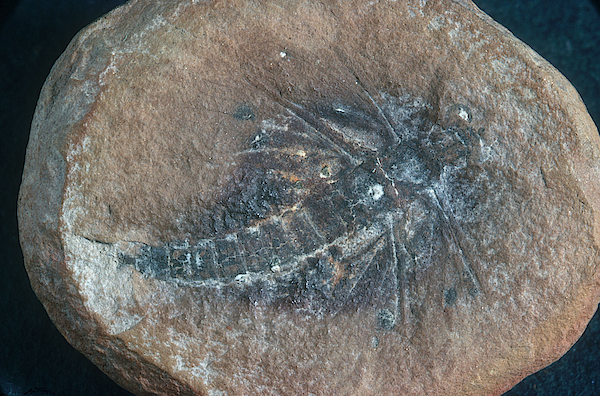 Insect Fossil Jigsaw Puzzle by Louise K. Broman - Science Source Prints