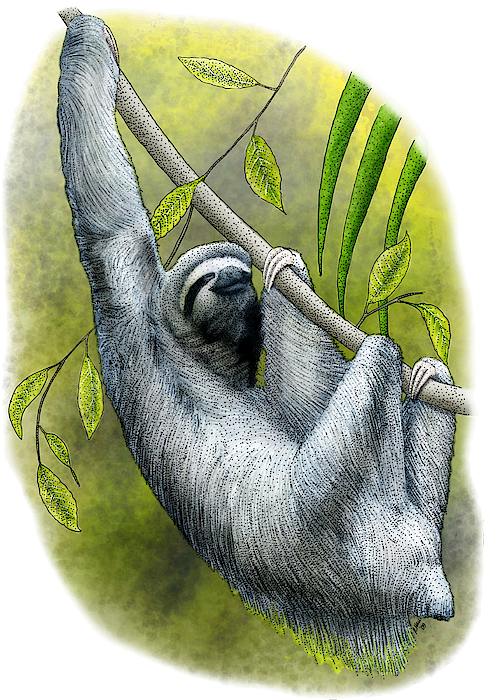 Three-toed Sloth Tapestry by Roger Hall - Science Source Prints