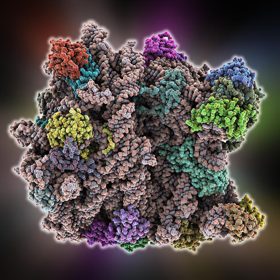 Archaeon ribosome, molecular model #1 by Laguna Design / Science Photo ...