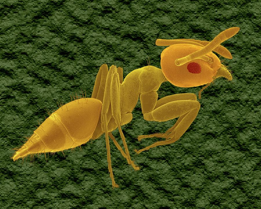 Big-headed Ant Worker #1 by Dennis Kunkel Microscopy / Science Photo ...