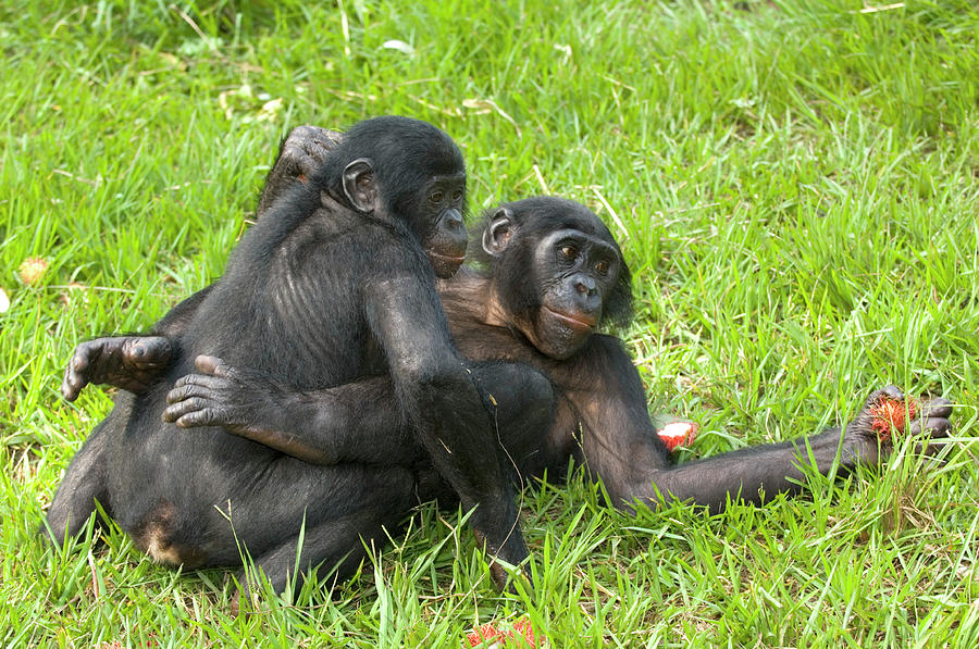 Bonobo Apes Mating #1 by Tony Camacho / Science Photo Library