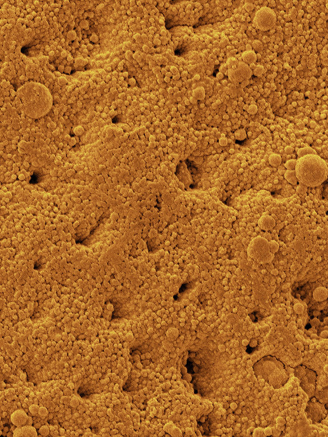 Chicken Eggshell Surface #1 by Dennis Kunkel Microscopy / Science Photo ...