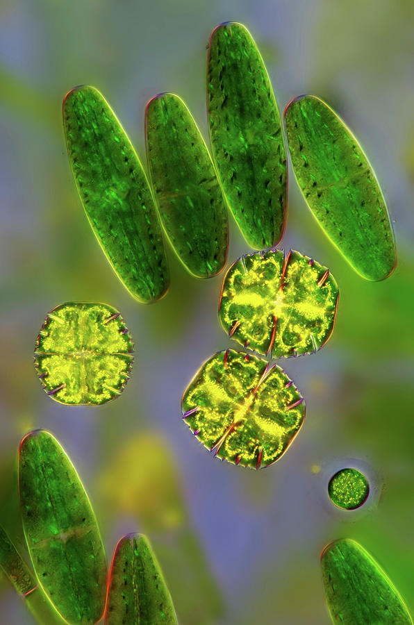 Desmids #1 by Marek Mis / Science Photo Library