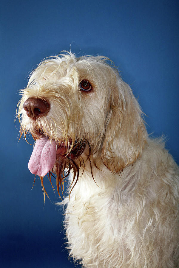 Drooling Dog #1 by Mauro Fermariello / Science Photo Library