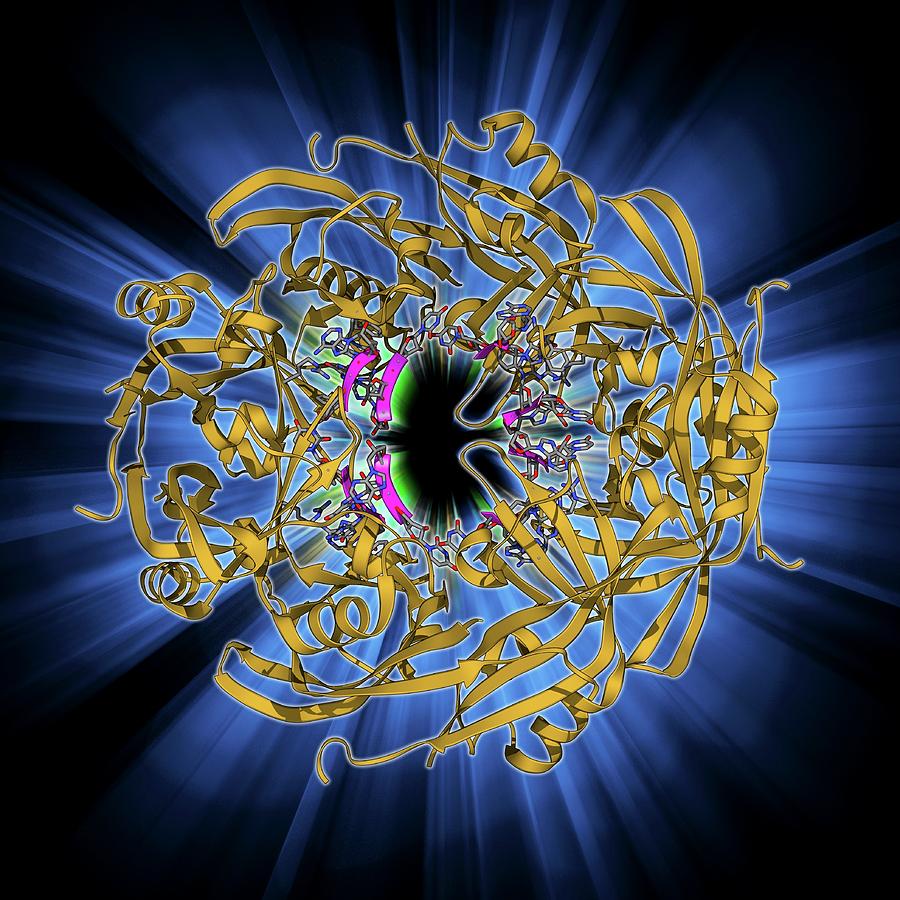 Ebola Matrix Protein Molecule #1 by Laguna Design / Science Photo Library