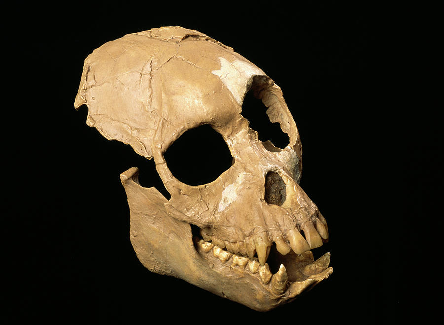 Fossil Proconsul Primate Skull #1 by Pascal Goetgheluck / Science Photo ...