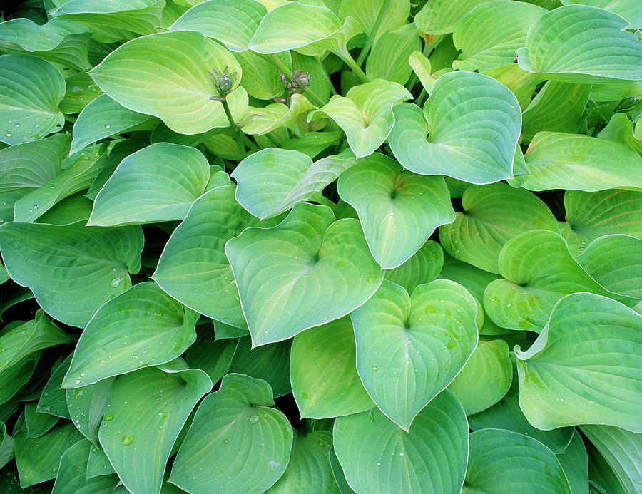 Hosta 'birchwood Parky's Gold' #1 by Geoff Kidd / Science Photo Library