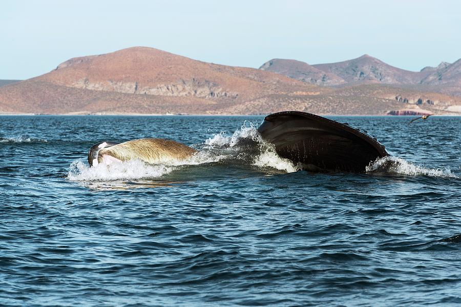 Humpback Whale Lunge Feeding #1 by Christopher Swann / Science Photo ...