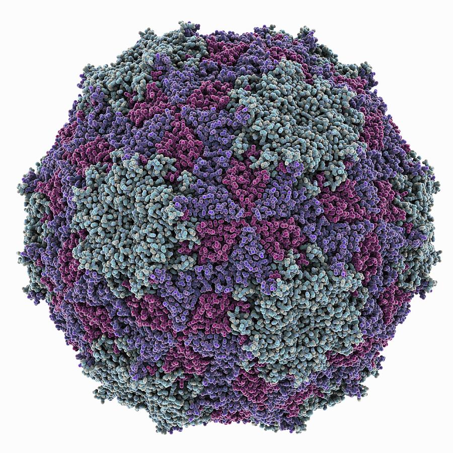 Mengovirus capsid, molecular model #1 by Laguna Design / Science Photo ...