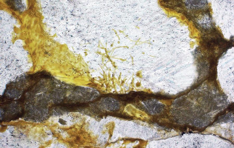 Microfossils In Volcanic Rock #1 by Jorn Peckmann / Science Photo Library