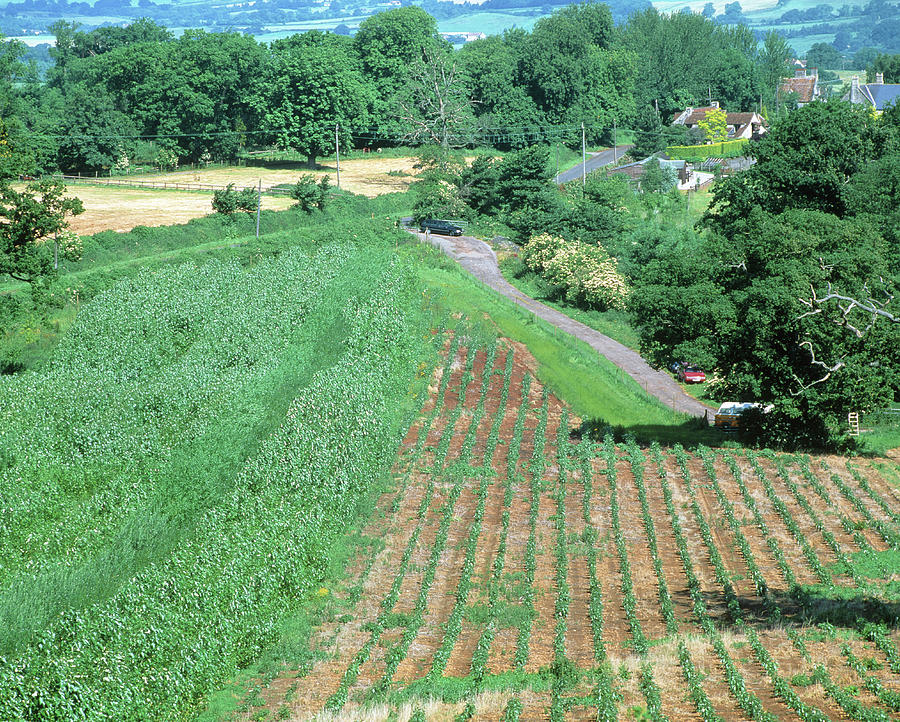 Poplar & Willow Fuelwood Plantation In Avon #1 by Martin Bond / Science ...