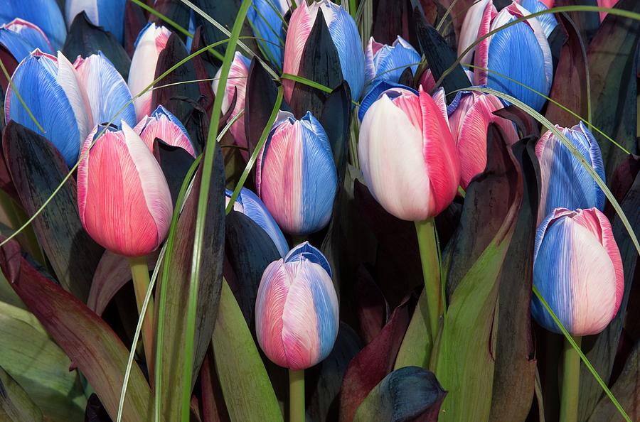 Rainbow Tulips (tulipa Sp.) #1 by Adrian Thomas / Science Photo Library