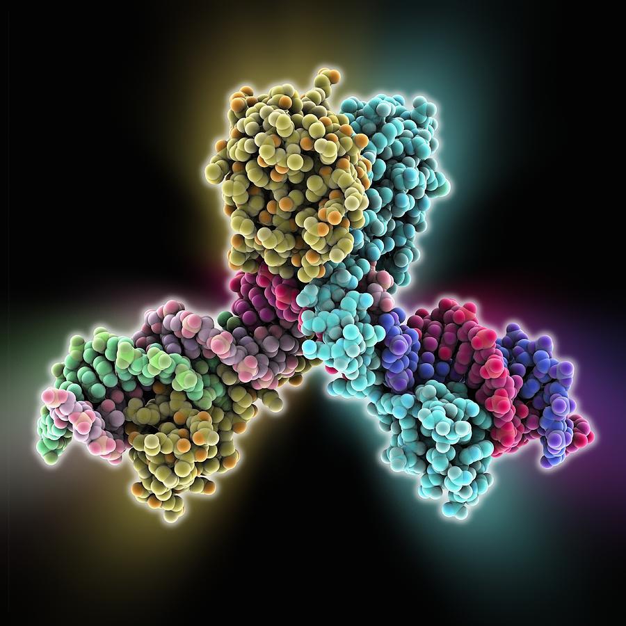 Resolvase complexed with DNA #1 by Laguna Design / Science Photo Library