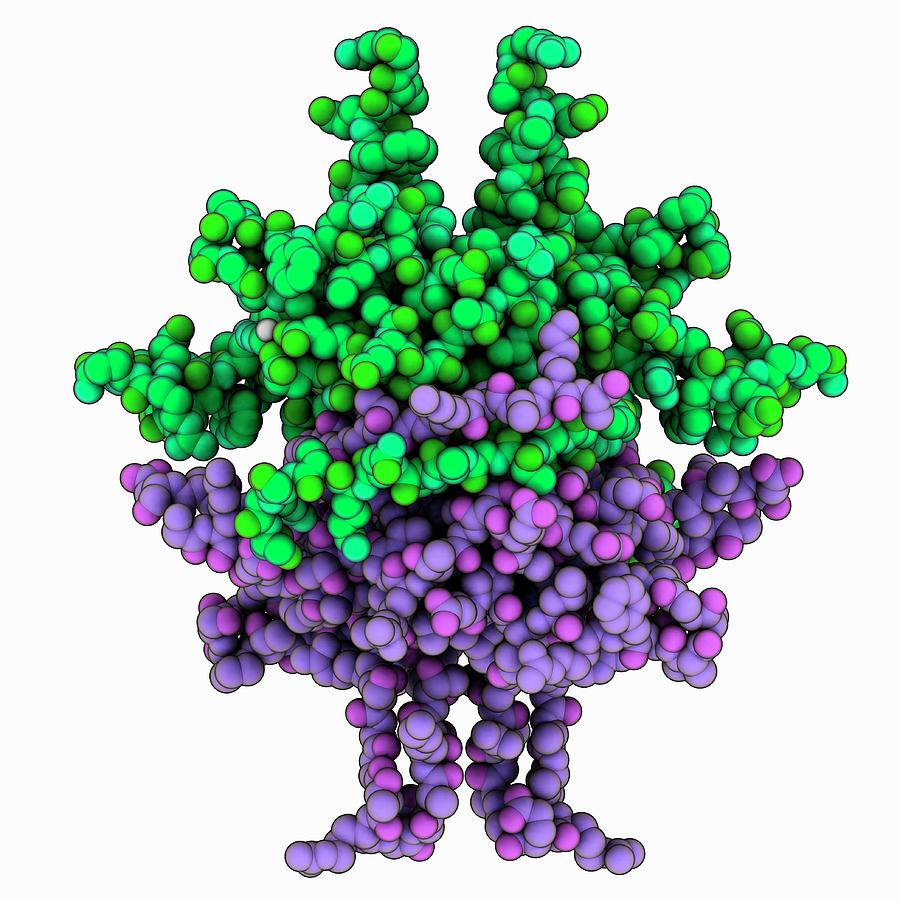 Single-stranded Dna-binding Protein #1 by Laguna Design / Science Photo ...