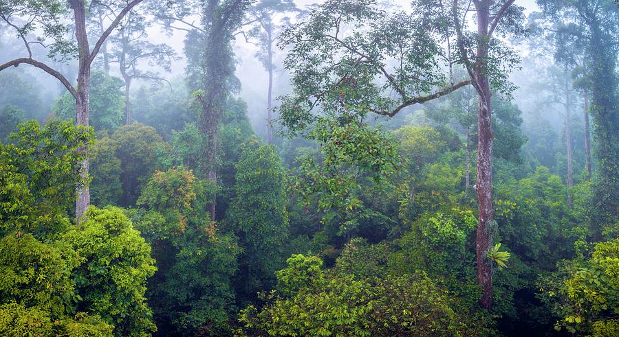 Tropical Lowland Rainforest #1 by Alex Hyde / Science Photo Library