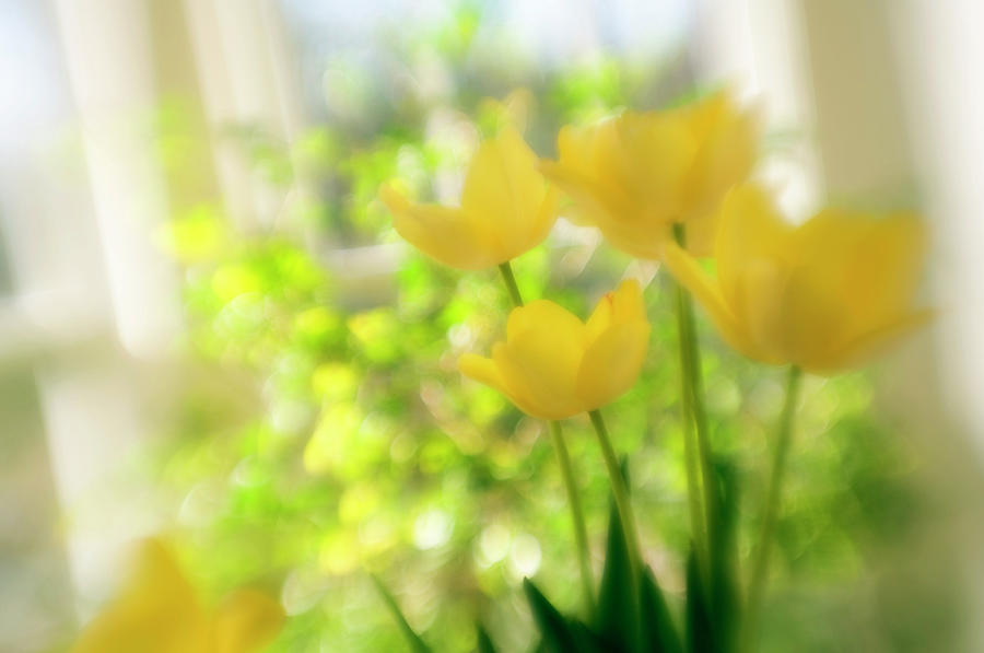 Tulips (tulipa Sp.) #1 by Maria Mosolova / Science Photo Library
