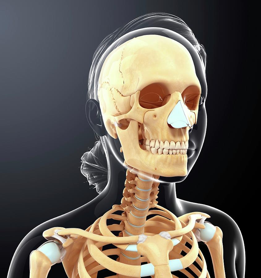 Human Skull #15 by Pixologicstudio / Science Photo Library