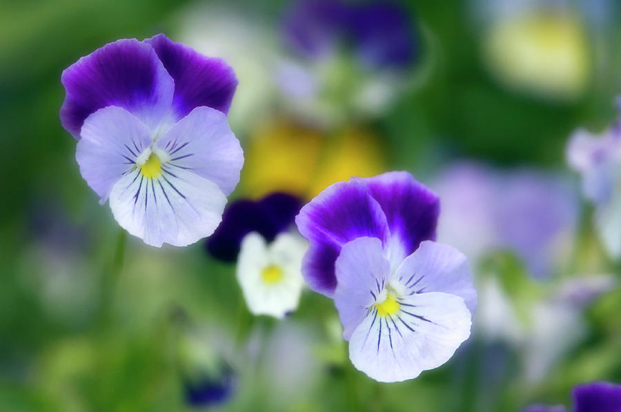 Pansies (viola X Wittrockiana) #16 by Maria Mosolova / Science Photo ...