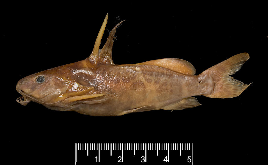 African Freshwater Catfish Specimen #2 by "Natural History Museum ...