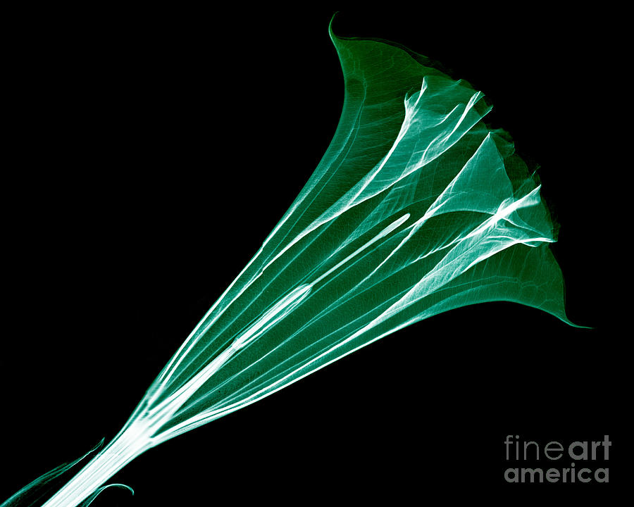 Angel Trumpet Blossom X-ray #5 by Bert Myers