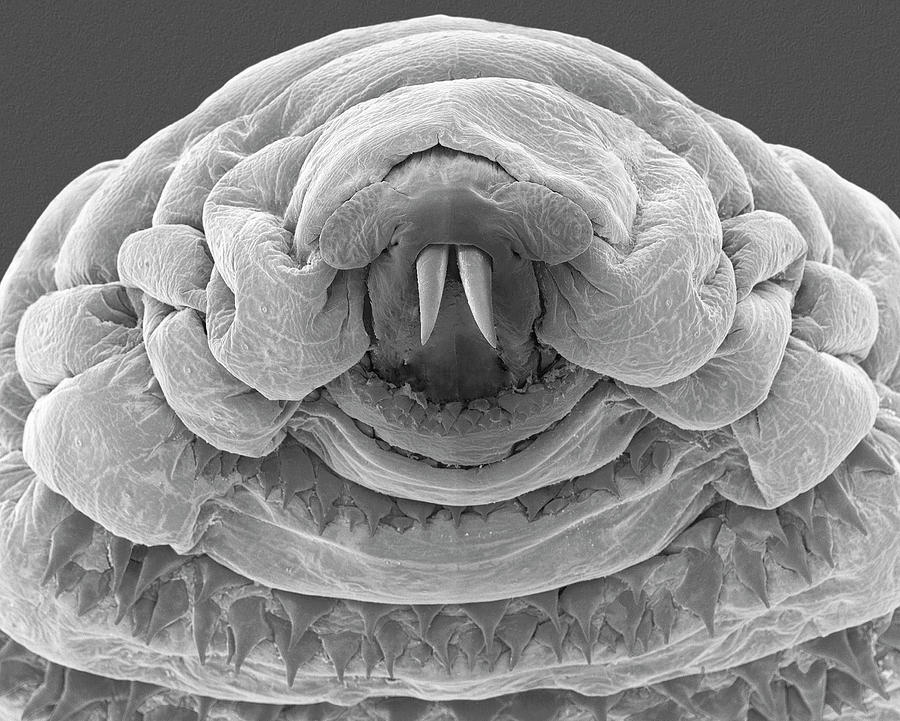 Bot Fly Larva #2 by Dennis Kunkel Microscopy / Science Photo Library