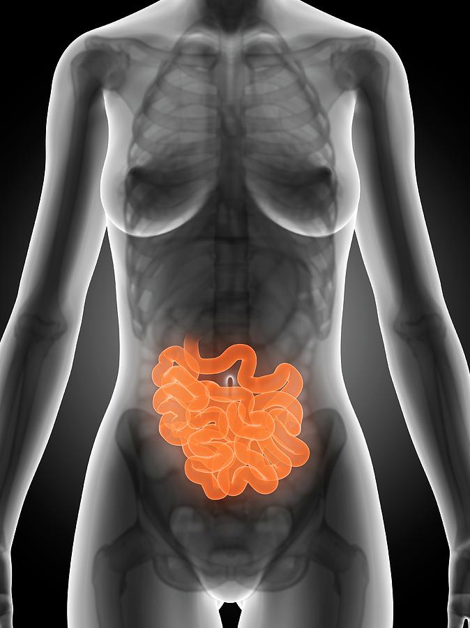 Female Intestine #2 by 3Dmedisphere / Science Photo Library