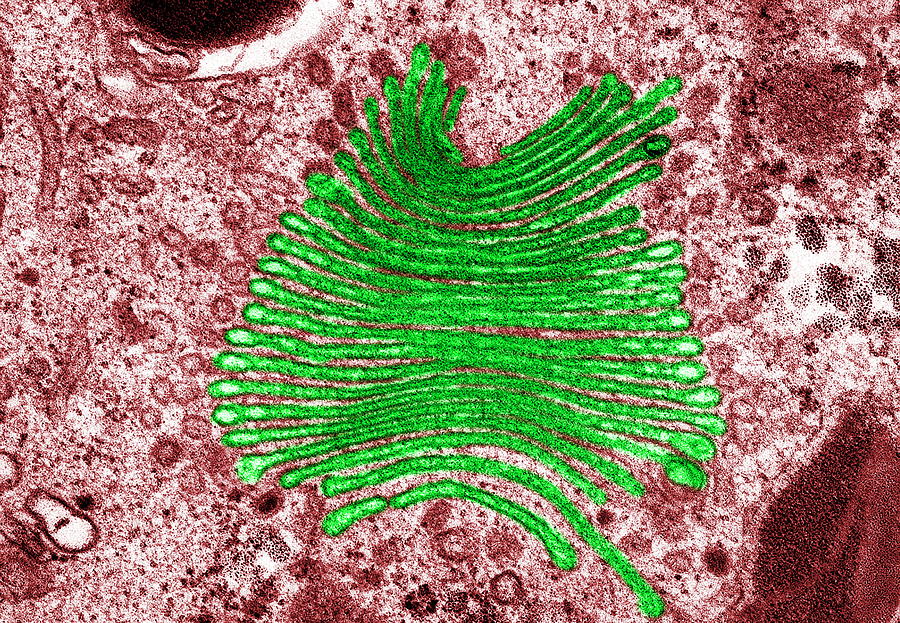 Golgi Apparatus #2 by Science Photo Library