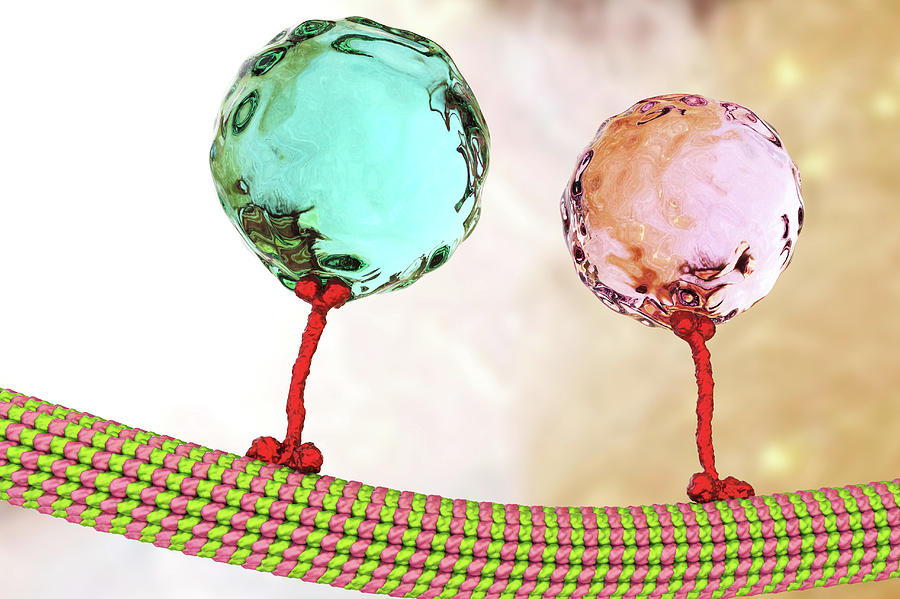 Intracellular Transport #2 by Kateryna Kon / Science Photo Library