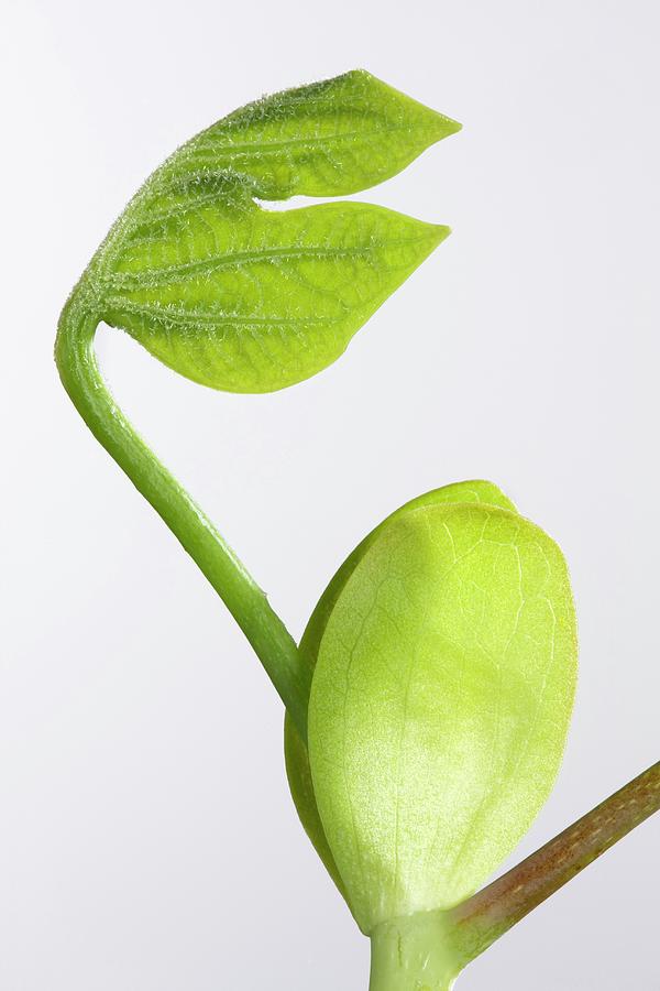 Liriodendron Tulipifera Leaf Bud Opening #2 by Pascal Goetgheluck ...