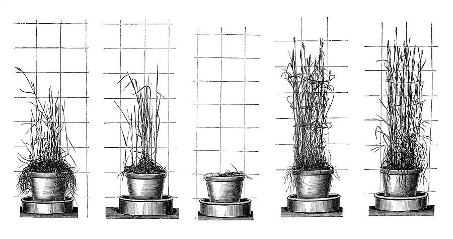 Plant Growth Experiments #2 by Science Photo Library