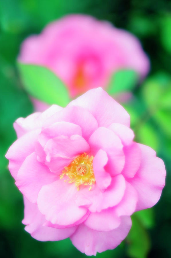 Roses (rosa Sp.) #2 by Maria Mosolova / Science Photo Library
