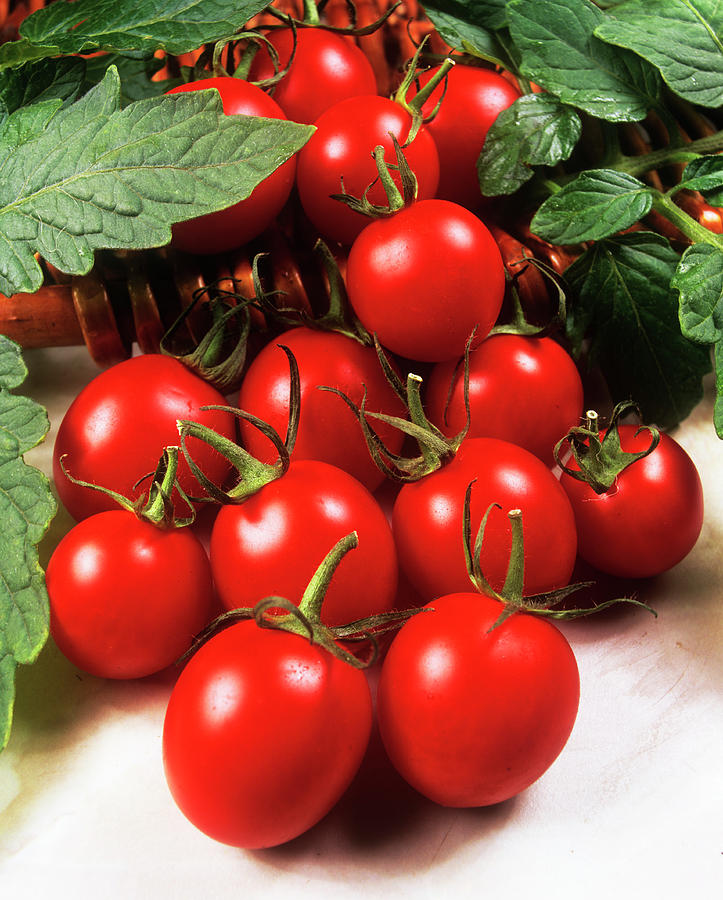Tomatoes #2 by Ray Lacey / Science Photo Library