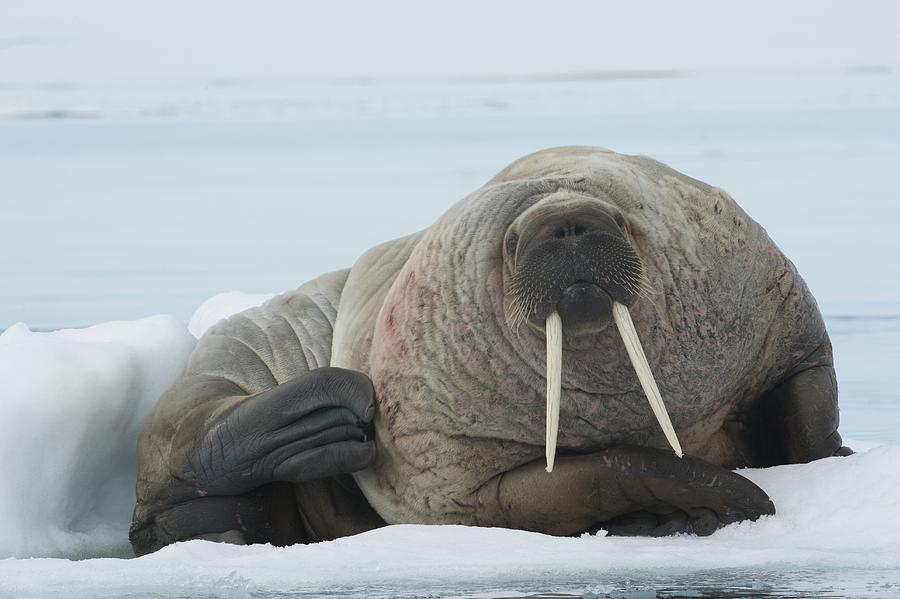 Walrus #2 by Dr P. Marazzi / Science Photo Library