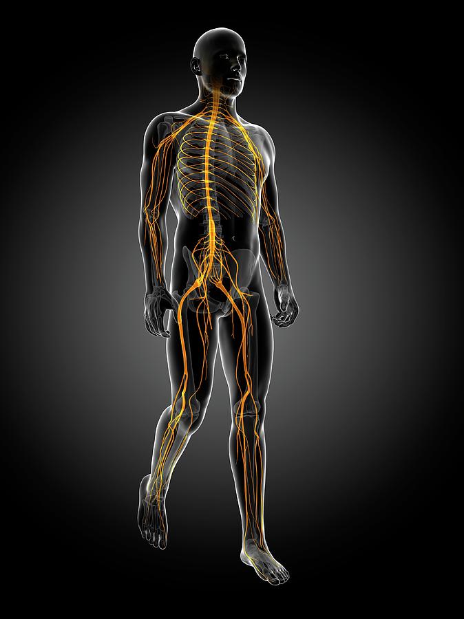 Human Nervous System #20 by 3Dmedisphere / Science Photo Library