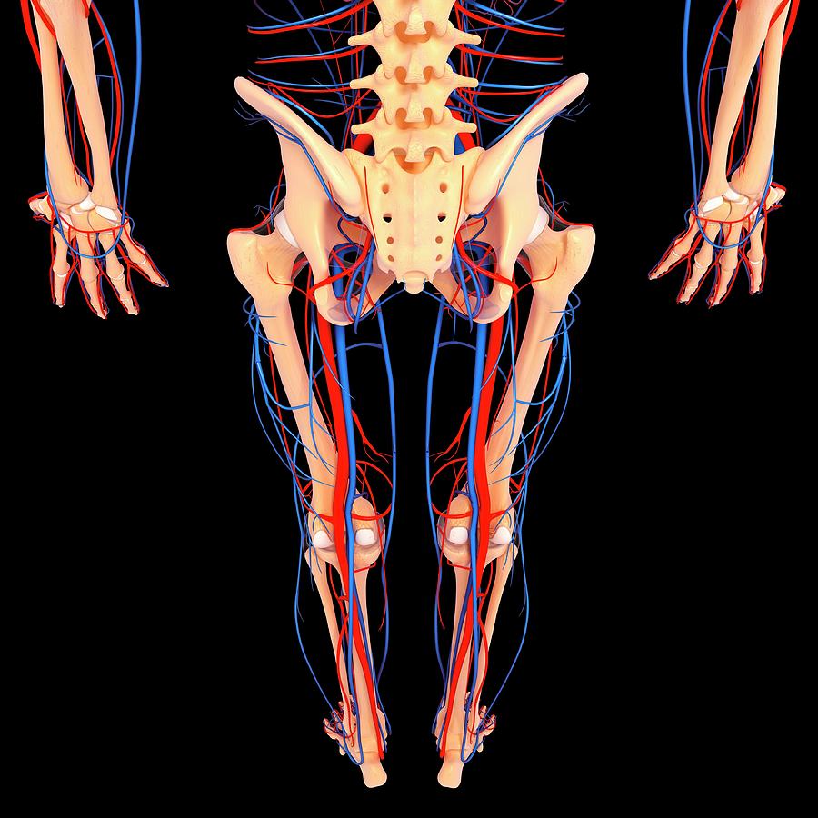 Lower Body Anatomy #20 by Pixologicstudio / Science Photo Library