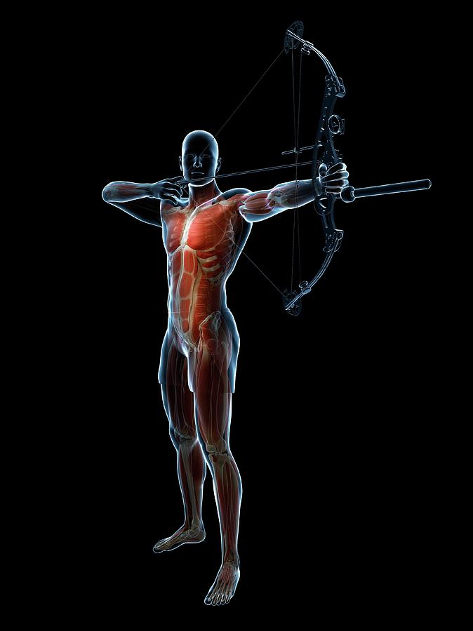 Archer #24 by 3Dmedisphere / Science Photo Library