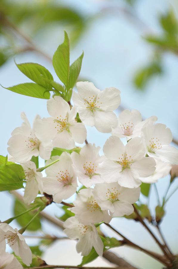Yoshino Cherry (prunus X Yedoensis) #24 by Maria Mosolova / Science ...