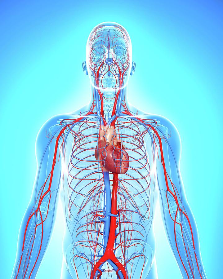 Male Cardiovascular System #29 by Pixologicstudio / Science Photo Library