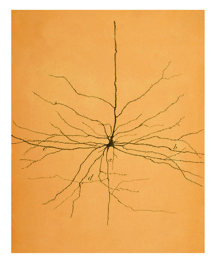 Cajal Drawing of a Pyramidal Cell in Cerebral Cortex, Nervous System ...
