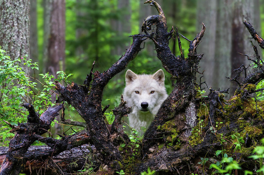 Wolf #3 by Mike Centioli