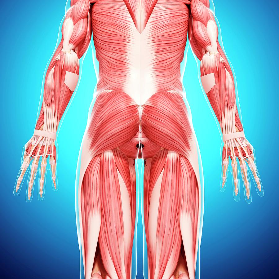 Human Musculature #32 by Pixologicstudio / Science Photo Library