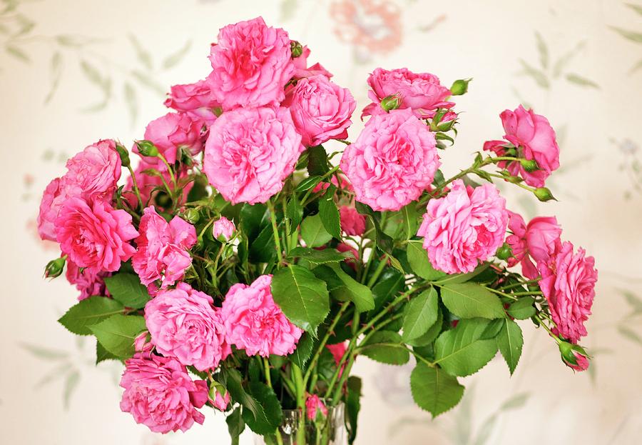Rose (rosa Hybrid) #4 by Maria Mosolova / Science Photo Library
